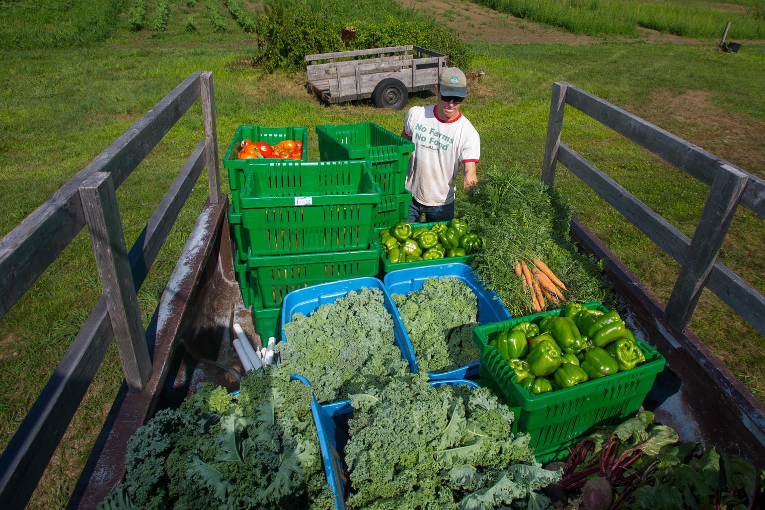 DESPITE VIRUS, UMASS AMHERST STUDENT FARMS CONTINUE TO PRODUCE ORGANIC ...