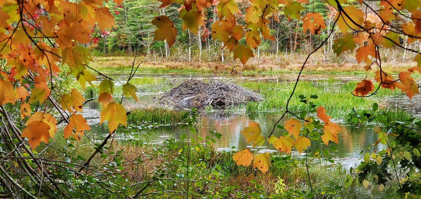 Photo Of The Week: An Indy Fall Foliage Gallery - Amherst Indy