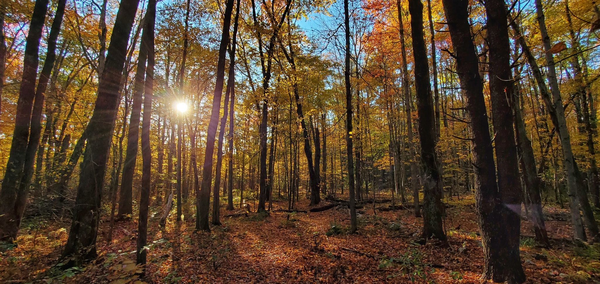 Photo Of The Week: An Indy Fall Foliage Gallery - Amherst Indy
