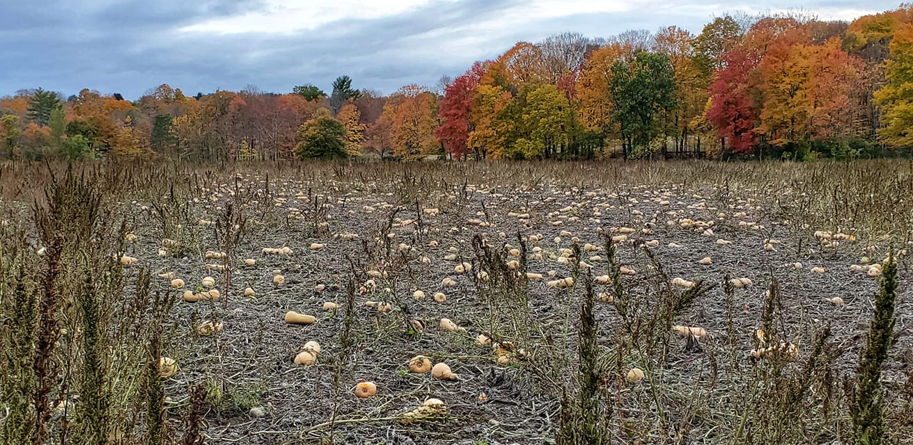 Photo Of The Week: Field Of Butternut Squash by Richard Sclove ...