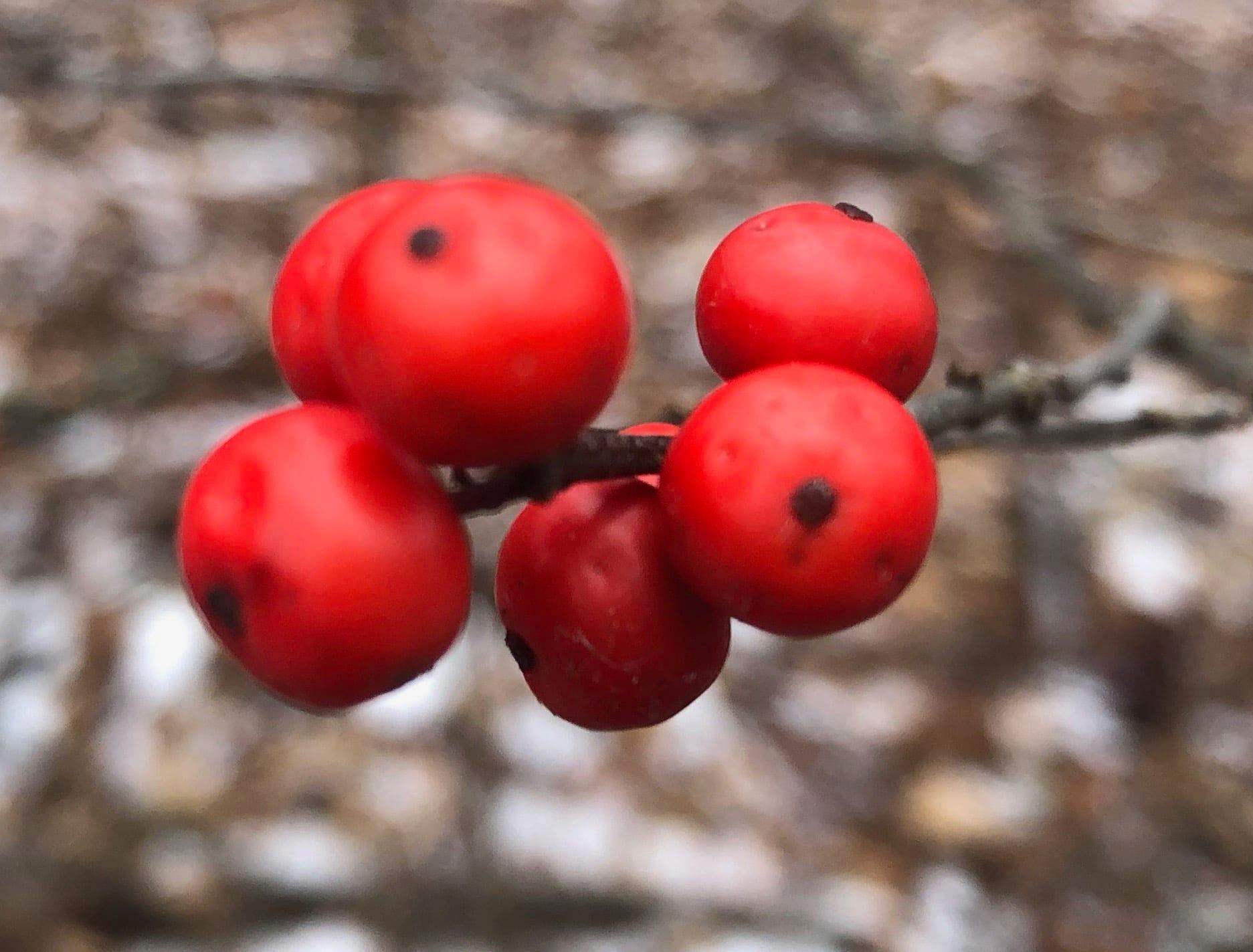 Photos Of The Week. Winter Ice and Winterberries by Earthwise ...