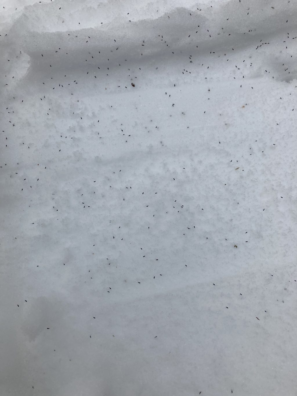 Almanac - Amherst Indy