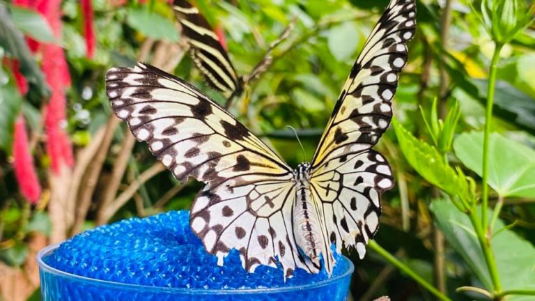 Photo Of The Week: Gallery- The Magic Of Butterflies By Robin Jaffin ...