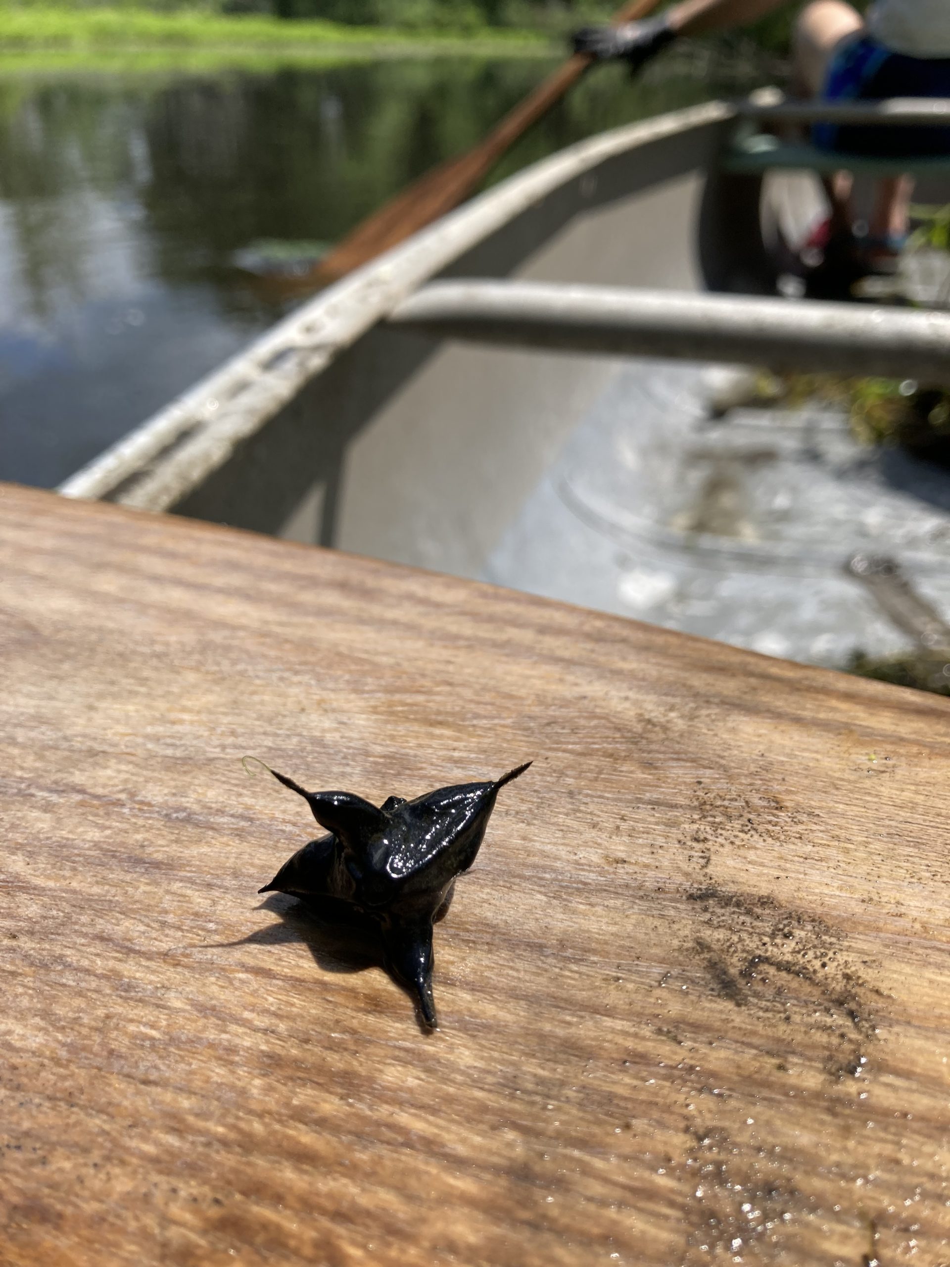 Almanac: Fun With Water Chestnuts - Amherst Indy