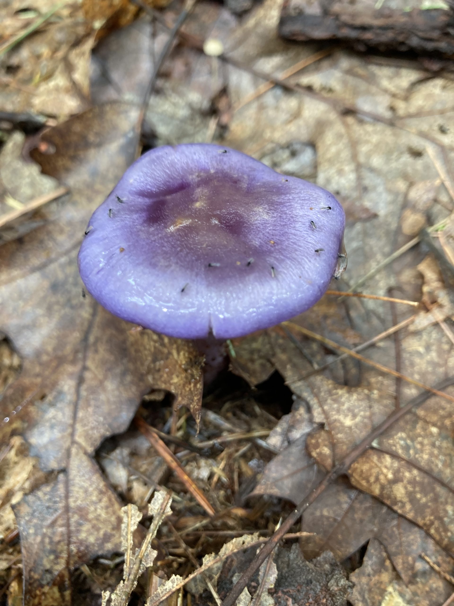 Almanac: Fungi Riot - Amherst Indy
