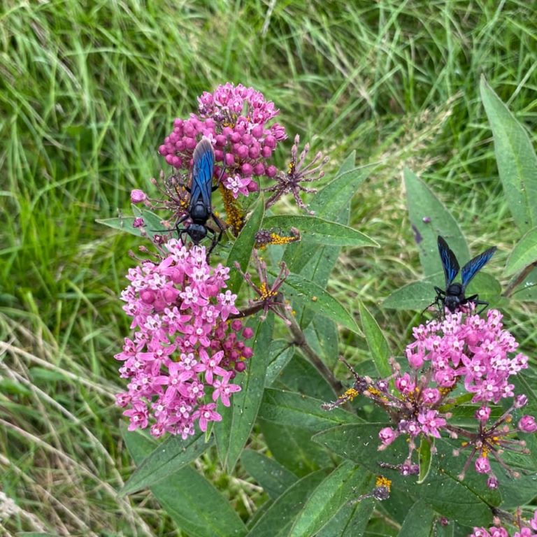 Photos Of The Week: Great Black Wasps by Robin Jaffin - Amherst Indy