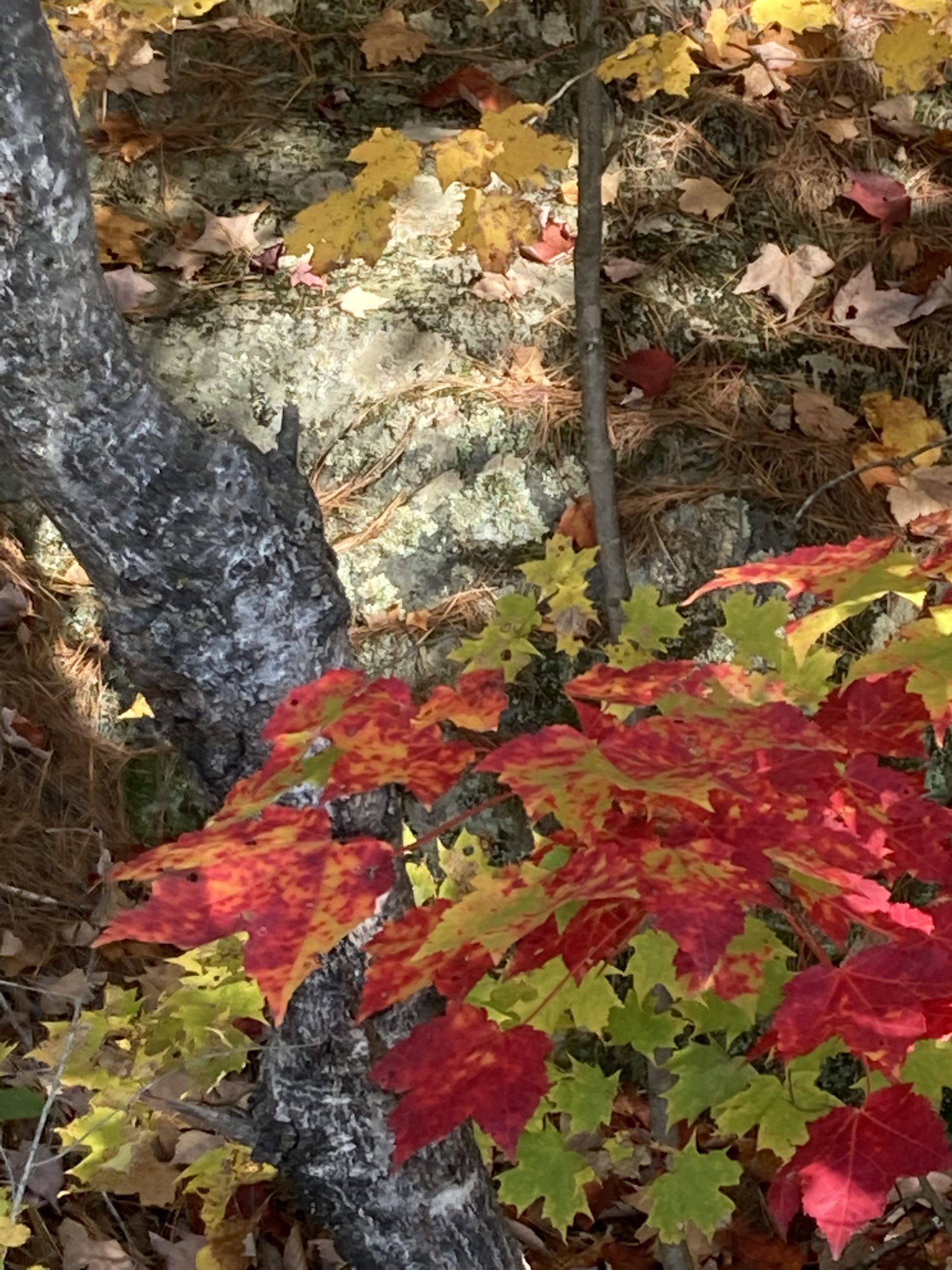 Photo Of The Week: Annual Fall Foliage Gallery - Amherst Indy