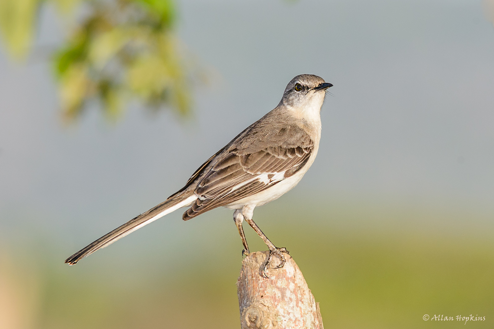 Almanac: Thrill Of A Mockingbird - Amherst Indy