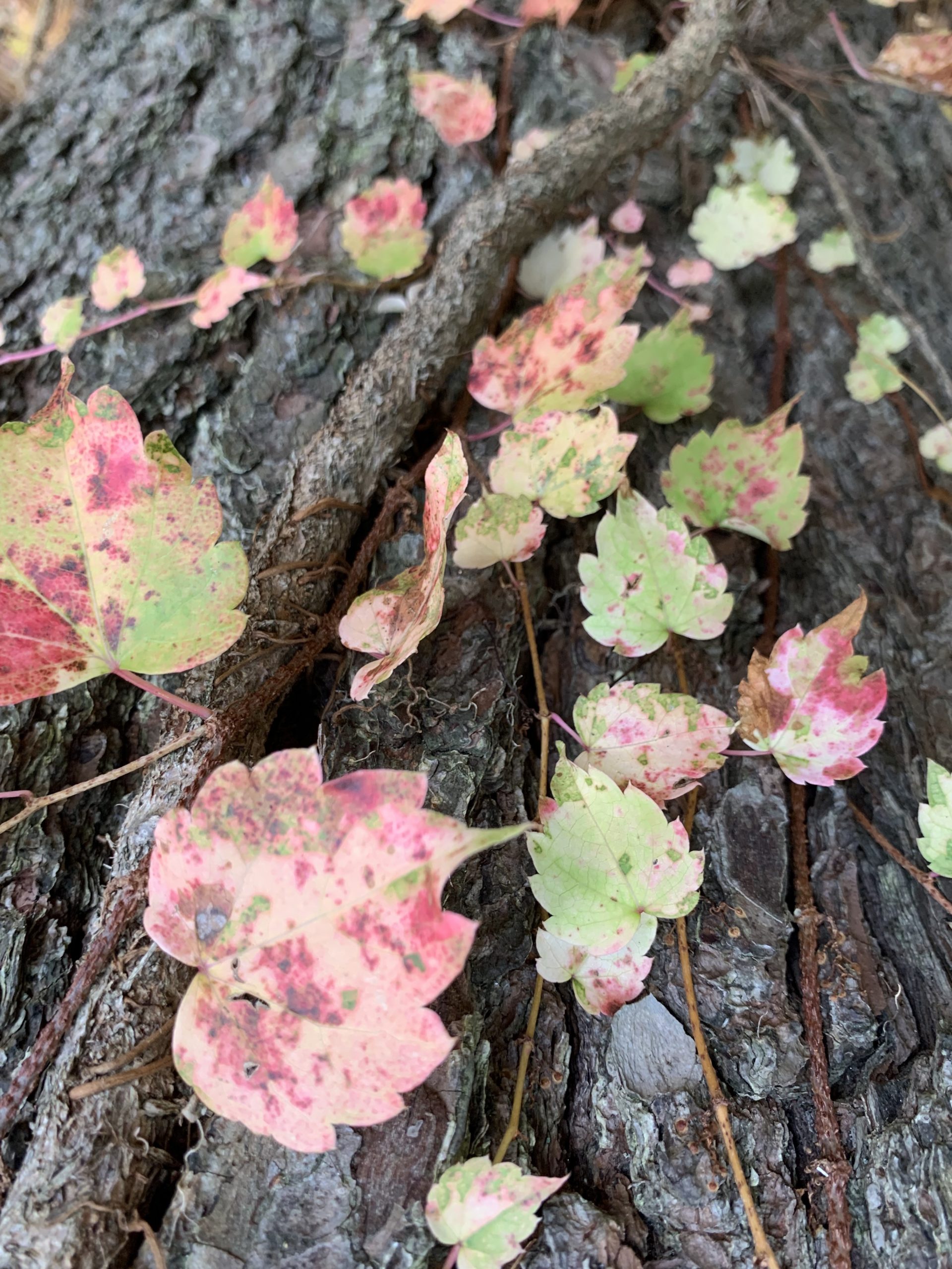 Photo Of The Week: Annual Fall Foliage Gallery - Amherst Indy