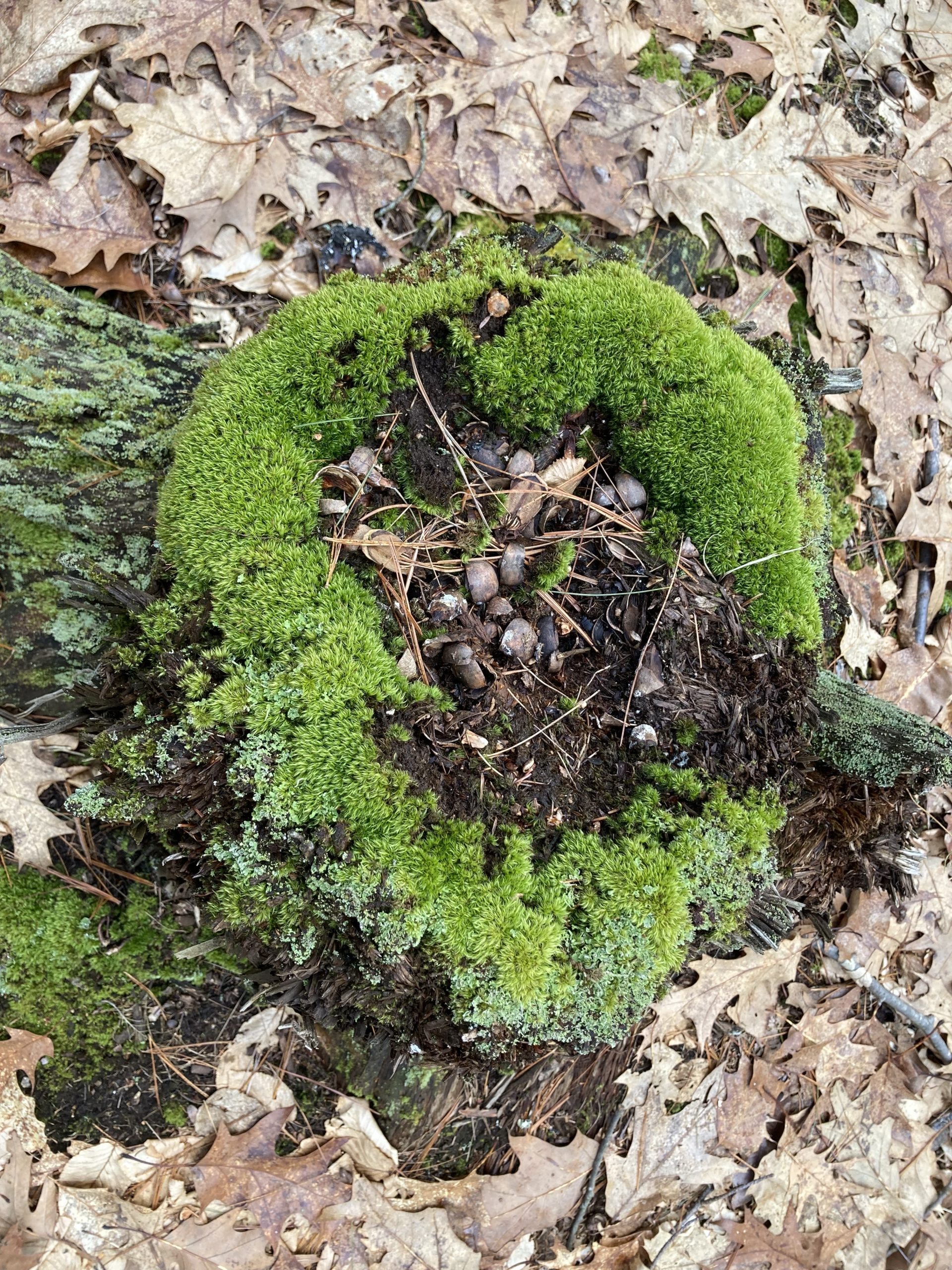 Almanac: Warm Blood In A Cold Swamp - Amherst Indy