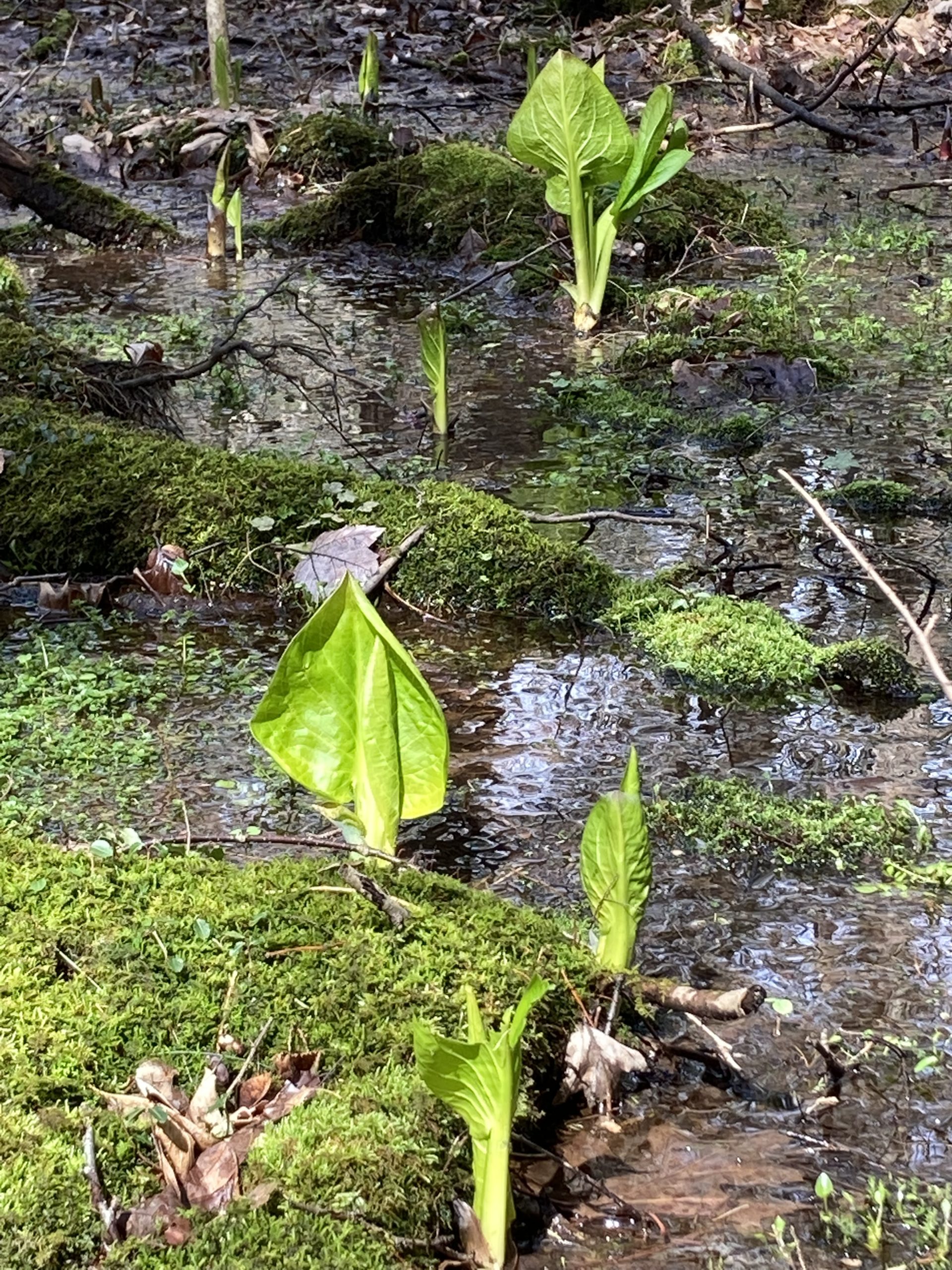 Almanac: Warm Blood In A Cold Swamp - Amherst Indy