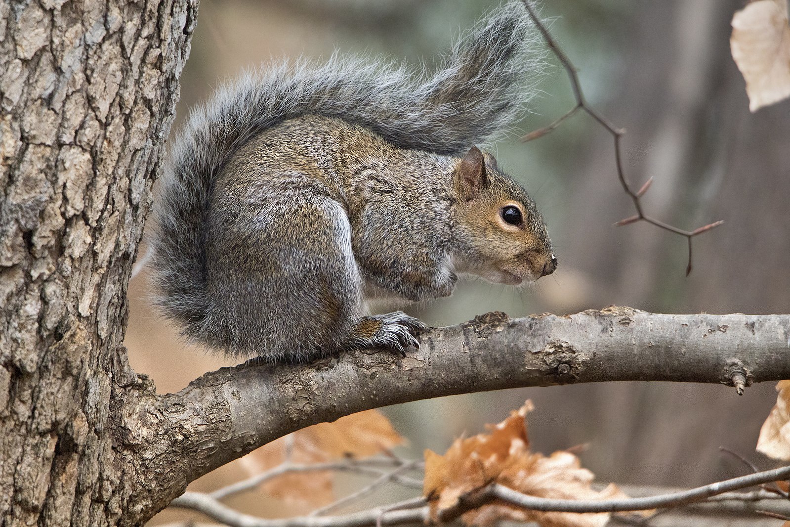 Almanac: Mind Of A Squirrel - Amherst Indy