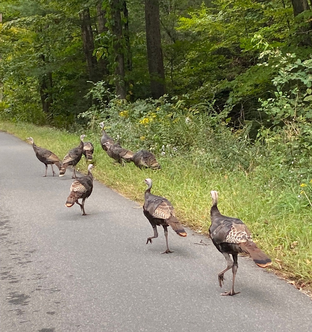 Photo Of The Week. Getting Our Ducks In A Row. Turkeys, Not So Much by ...