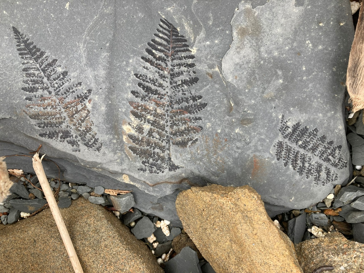 Photo Of The Week: Fossil Ferns By Jim Turner - Amherst Indy