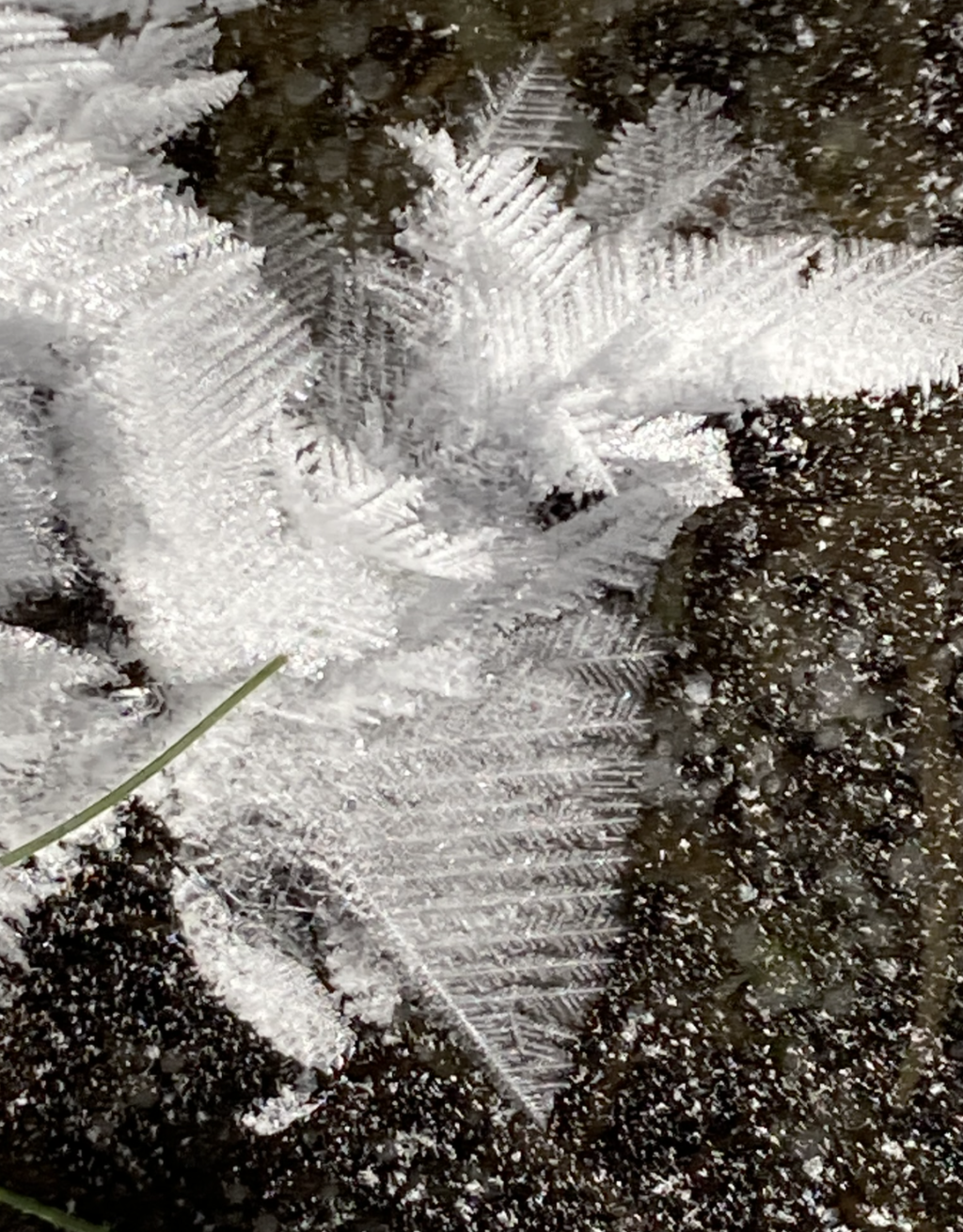 Photo Of The Week: Frozen Feathered Beauties By Annique Boomsma ...