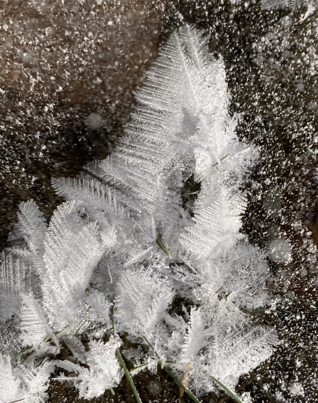 Photo Of The Week: Frozen Feathered Beauties By Annique Boomsma ...
