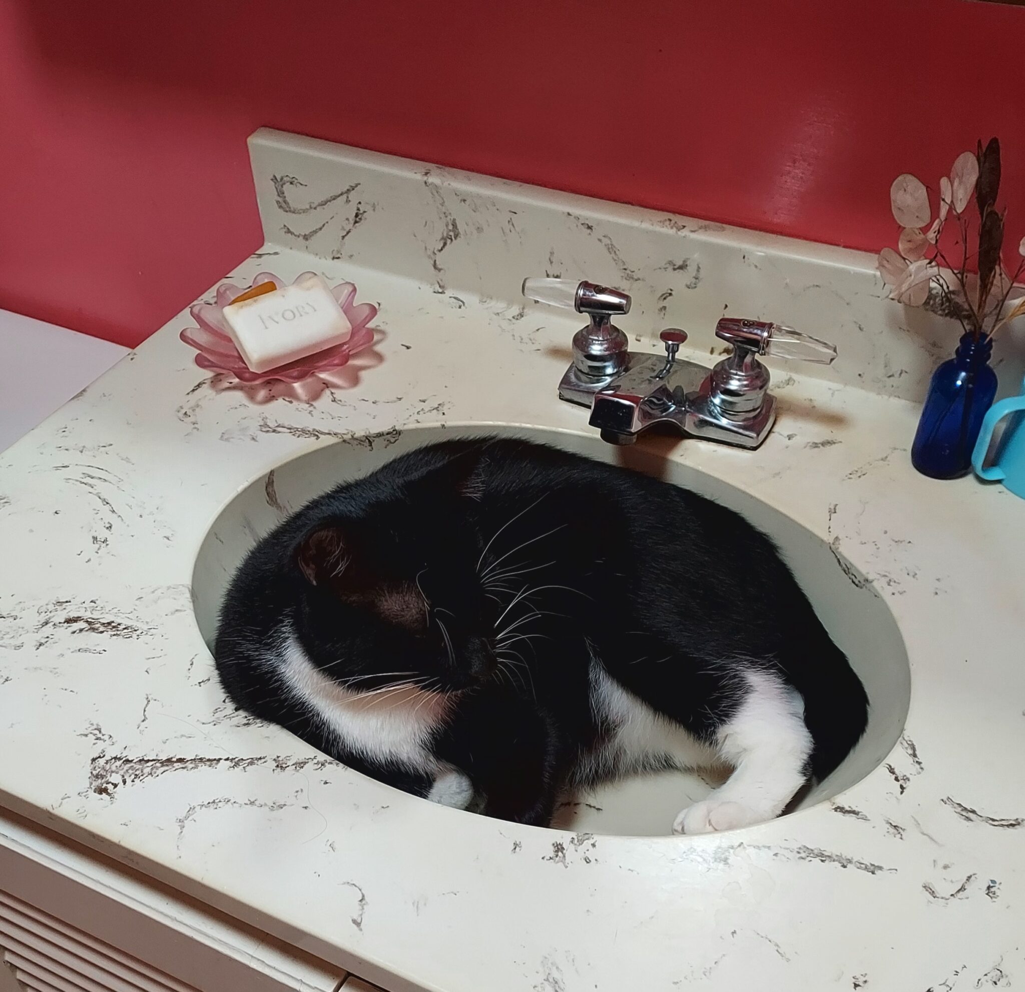 Photo Of The Week: Send Us Your Favorite Animal Photos - Amherst Indy