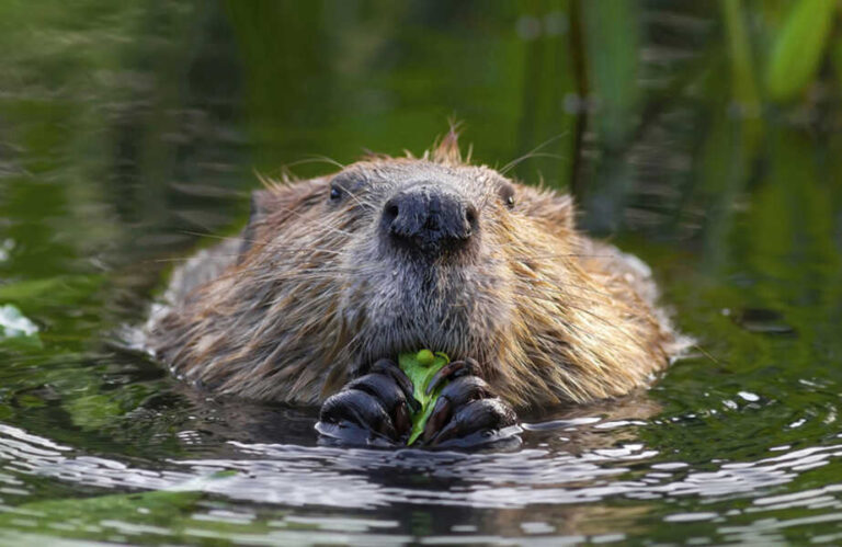 Photo Of The Week: Happy Beaver Enjoying His Fresh Dinner By Darya ...