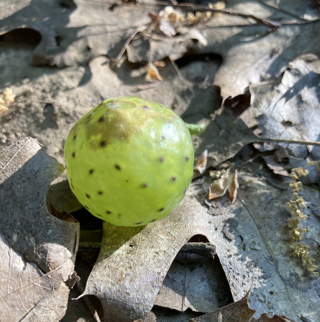 Almanac: Oak Apples - Amherst Indy