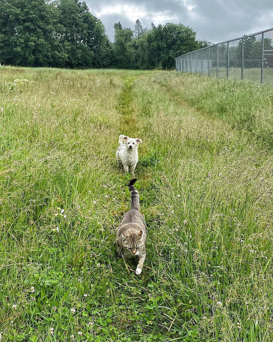 Photo Of The Week: An Indy Animal Photo Gallery - Amherst Indy