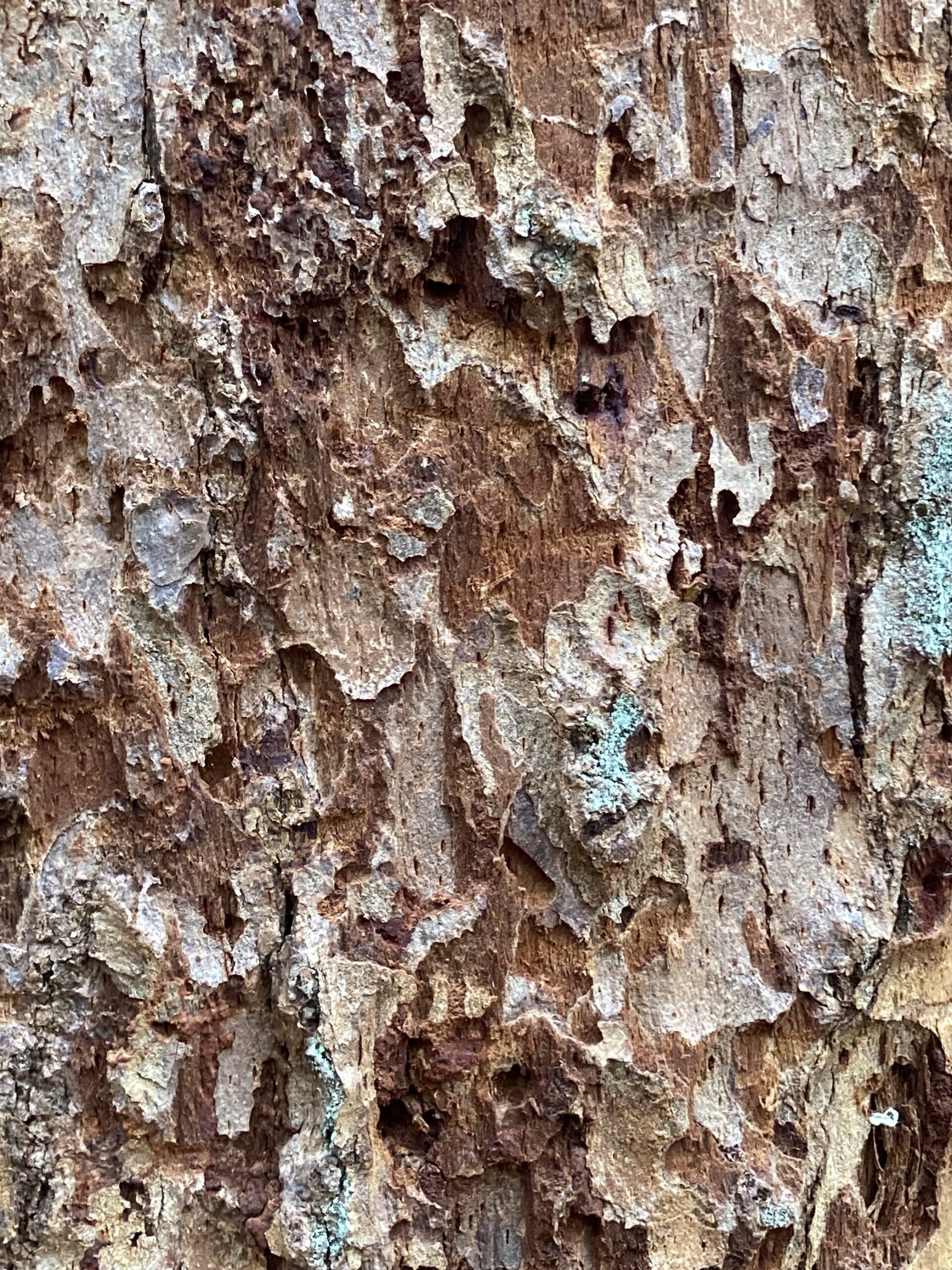 Almanac: Hemlock Double-Whammy - Amherst Indy