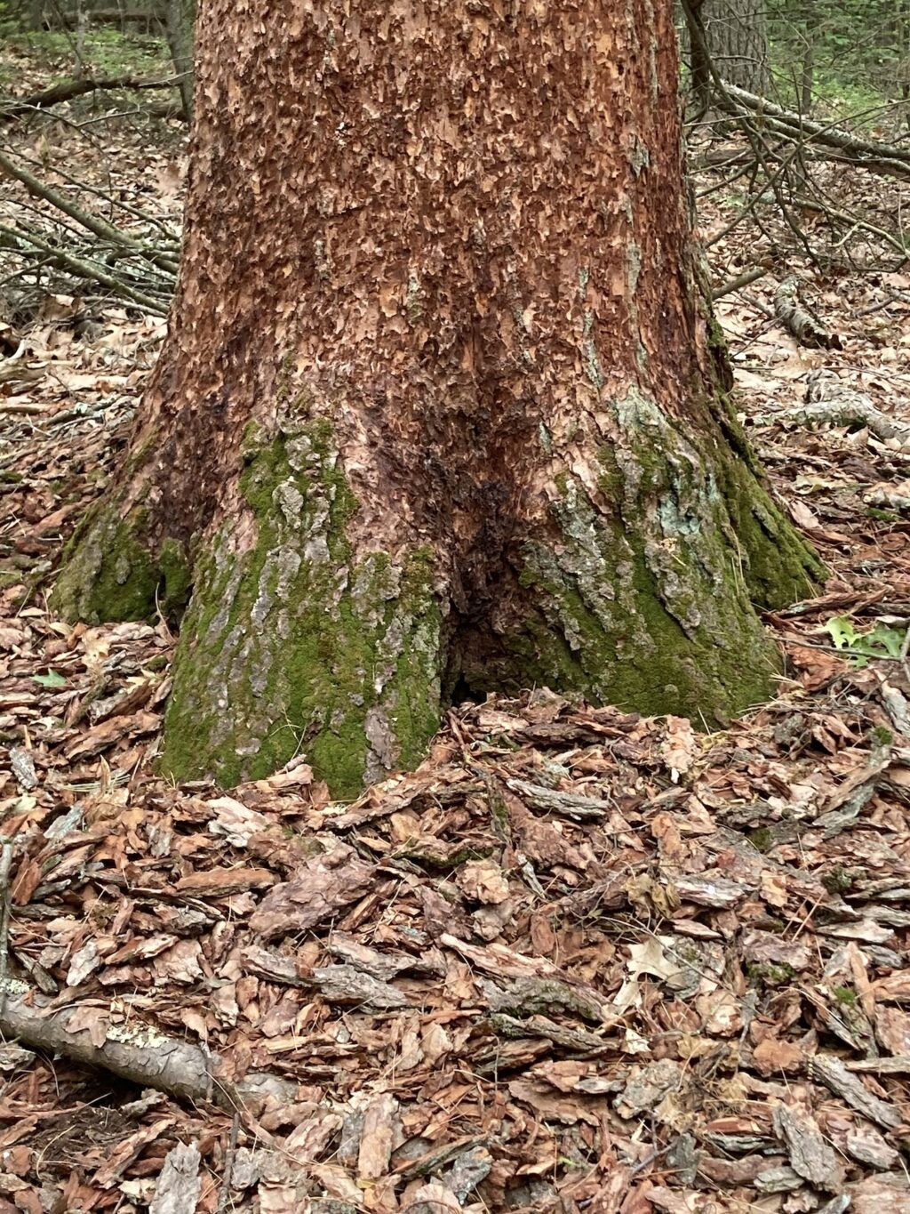 Almanac: Hemlock Double-Whammy - Amherst Indy
