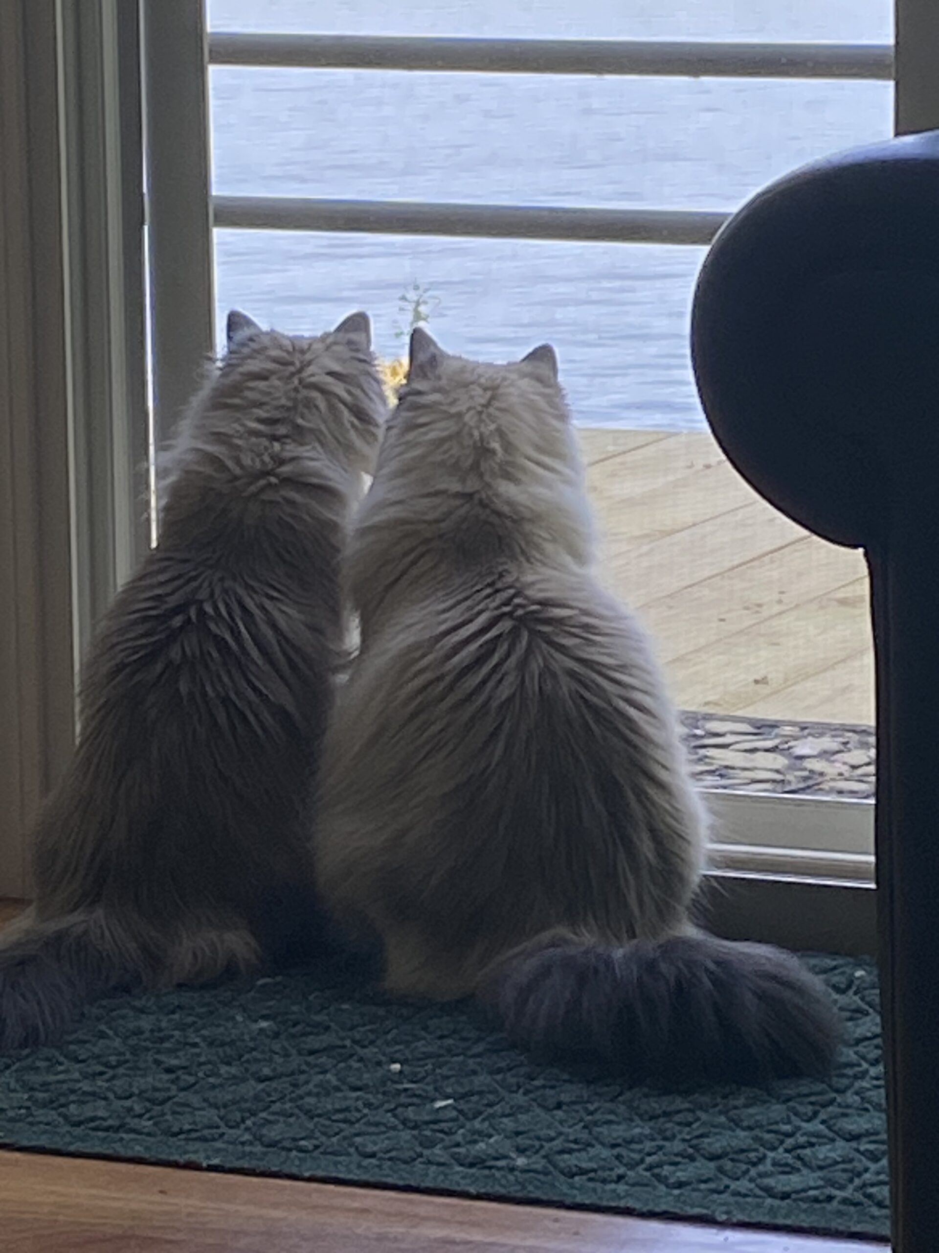 Photo Of The Week: An Indy Animal Photo Gallery - Amherst Indy