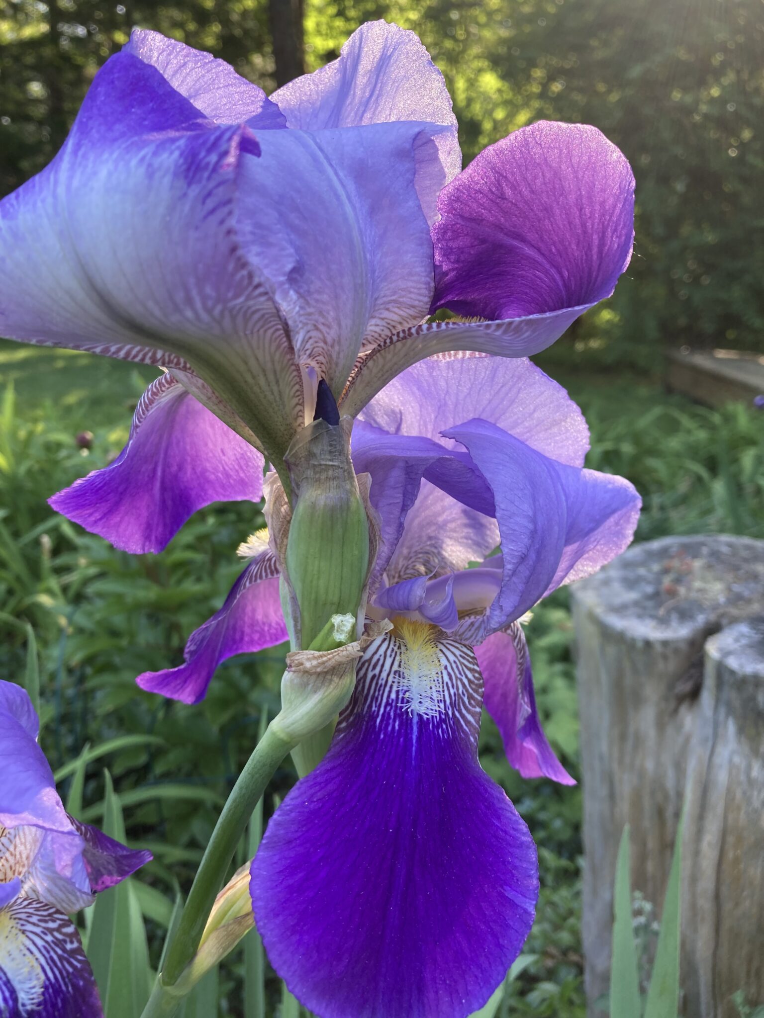 Photo Of The Week: Giant Irises By Annique Boomsma - Amherst Indy
