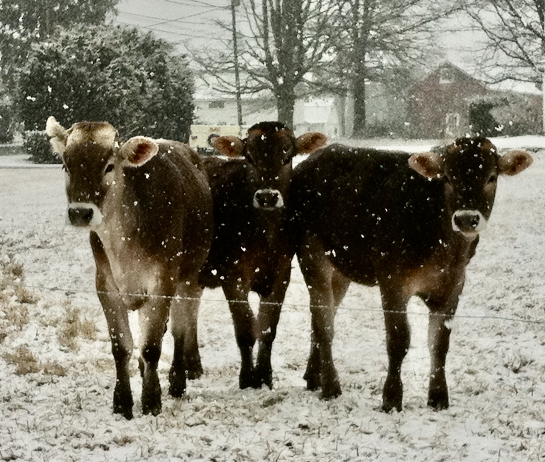 Photo Of The Week: An Indy Animal Photo Gallery - Amherst Indy