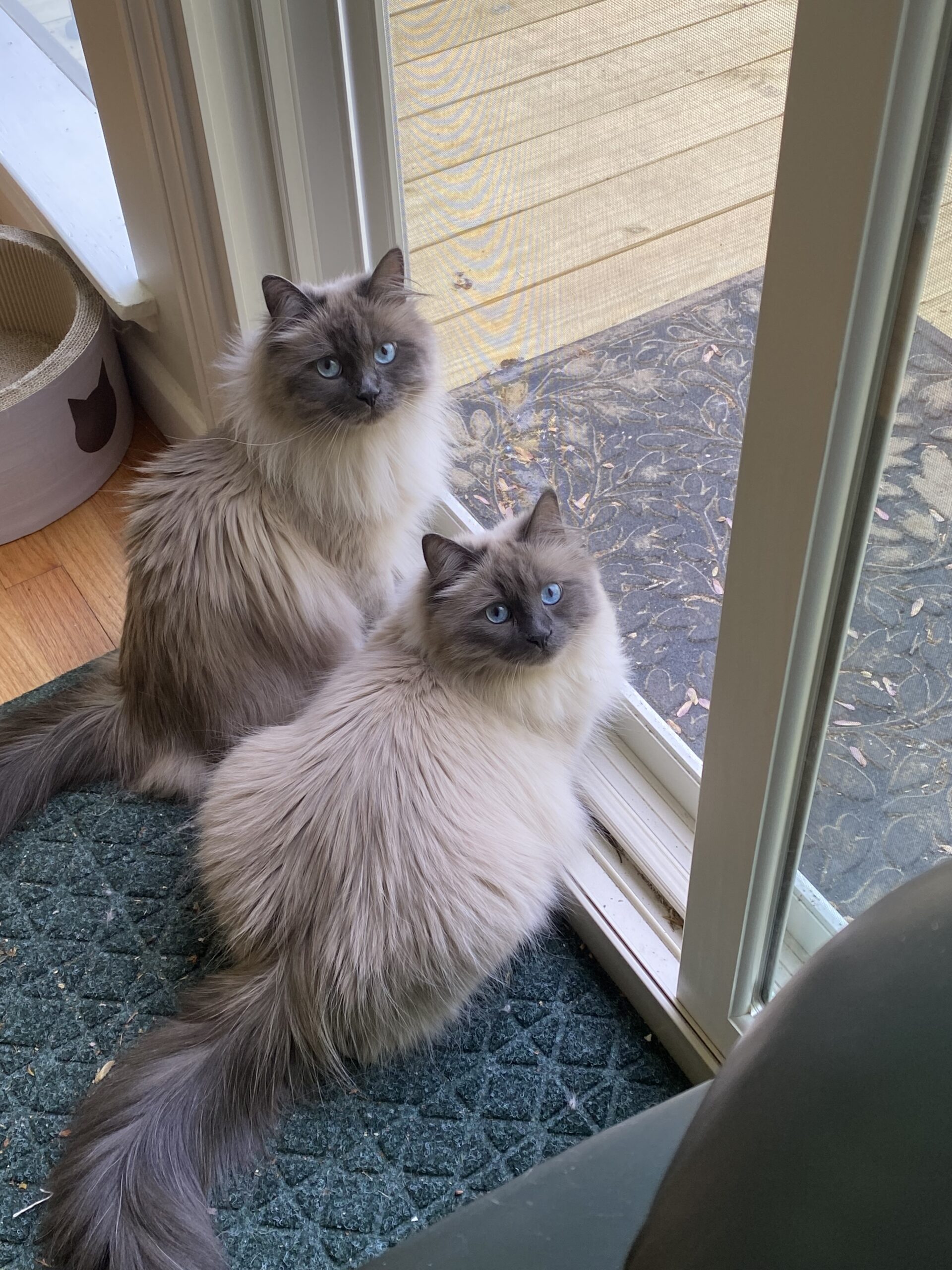 Photo Of The Week: An Indy Animal Photo Gallery - Amherst Indy