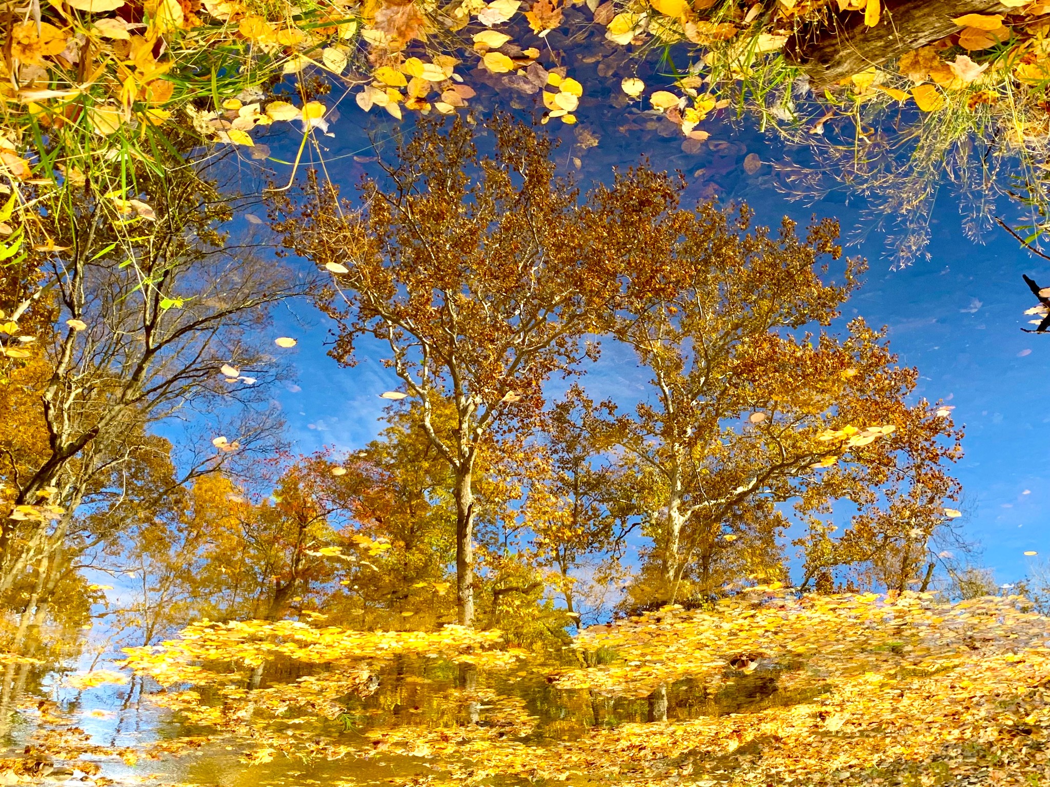Photo of the Week: Indy’s Annual Fall Foliage Gallery - Amherst Indy