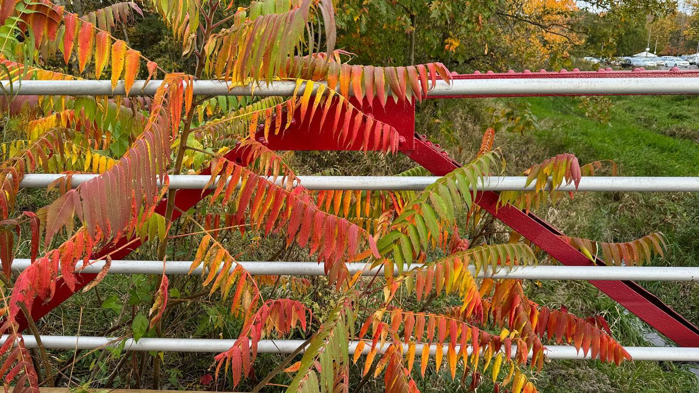 Photo of the Week: Indy’s Annual Fall Foliage Gallery - Amherst Indy