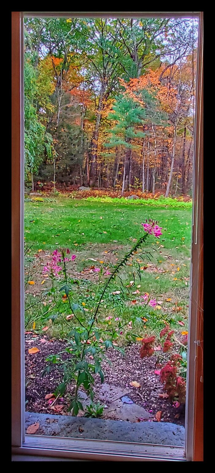 Photo of the Week: Indy’s Annual Fall Foliage Gallery - Amherst Indy
