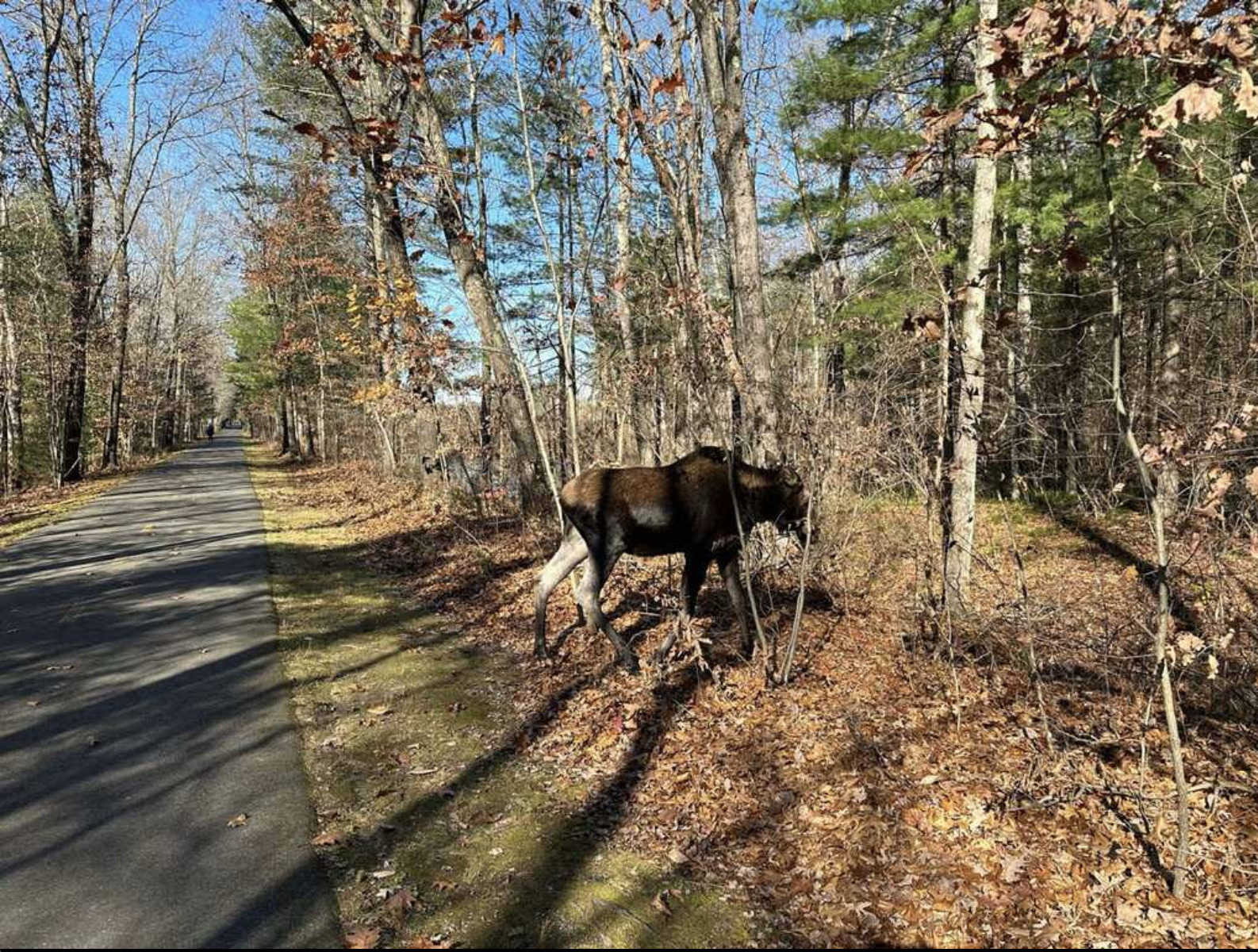 Photo of the Week: Moose on the Loose - Amherst Indy