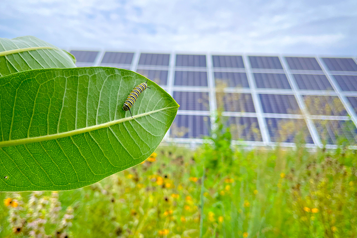 At Solar Farms Planted with Native Vegetation, Insects Flourish ...