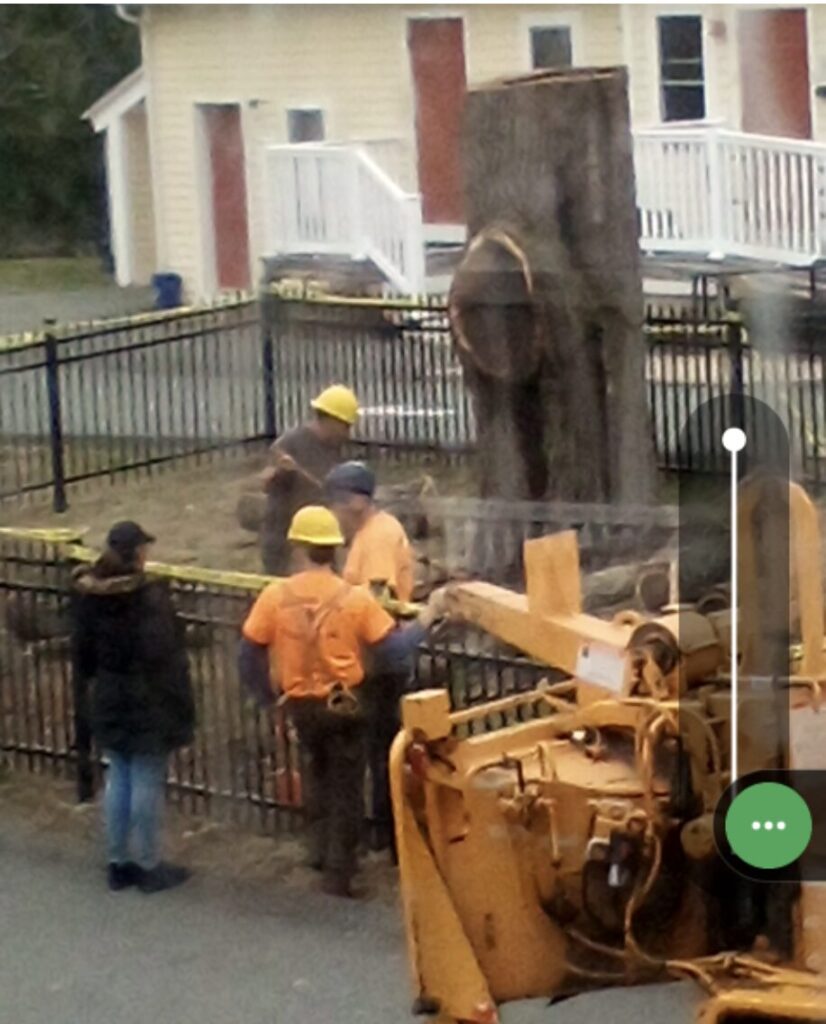 Poem: The Giant Black Walnut Tree - Amherst Indy
