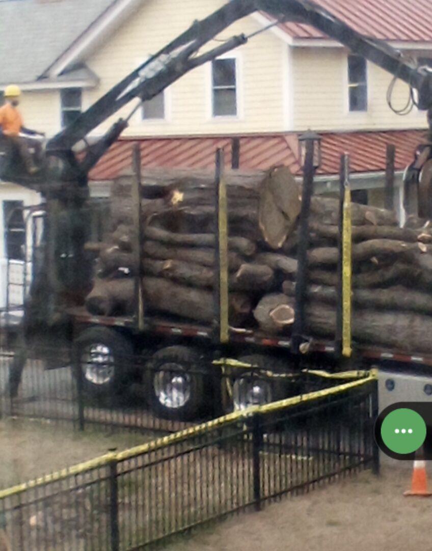 Poem: The Giant Black Walnut Tree - Amherst Indy