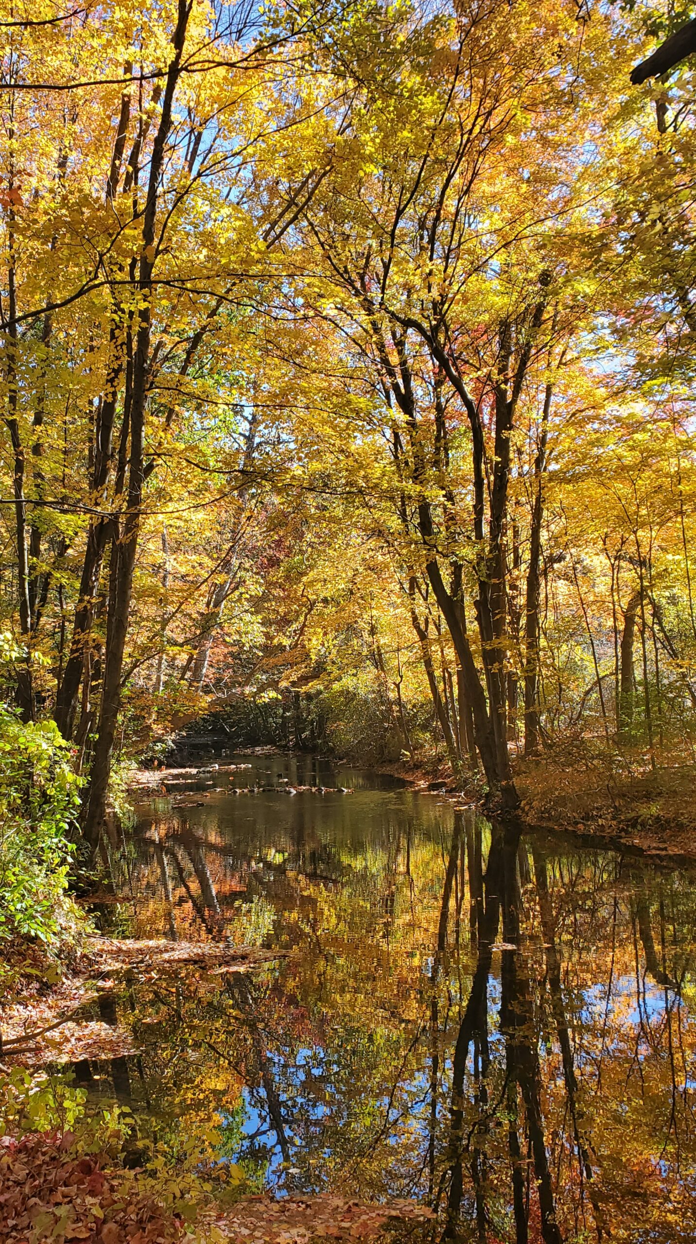 Photos of the Week: The 2024 Fall Foliage Gallery - Amherst Indy