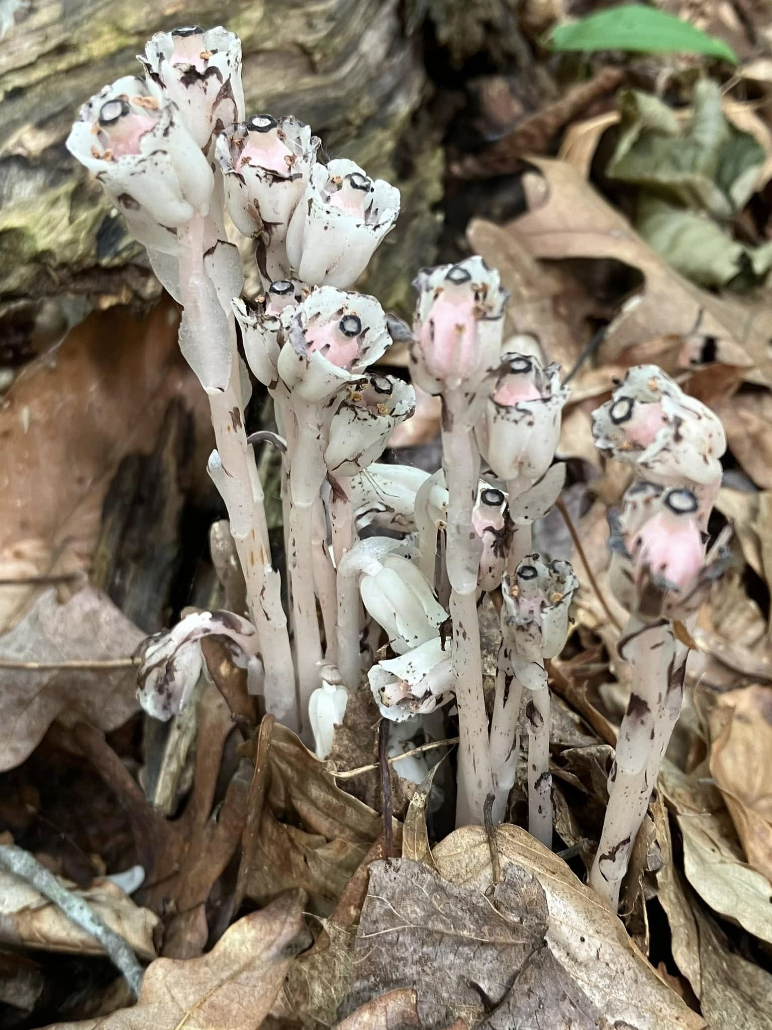 Photos Of the Week: Scenes from Skinner Mountain Trail Head - Amherst Indy