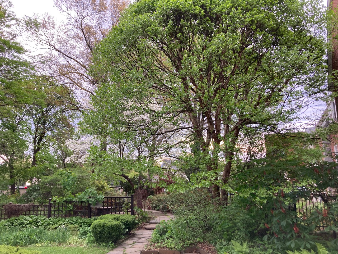 Photos of the Week: In Memoriam | The Jones Library’s Trees - Amherst Indy