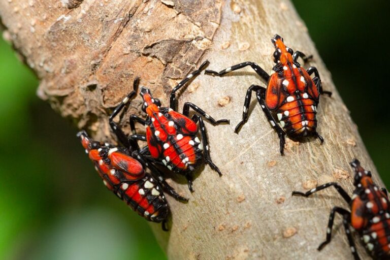 Spotted Lanternflies Have Arrived in Amherst - Amherst Indy