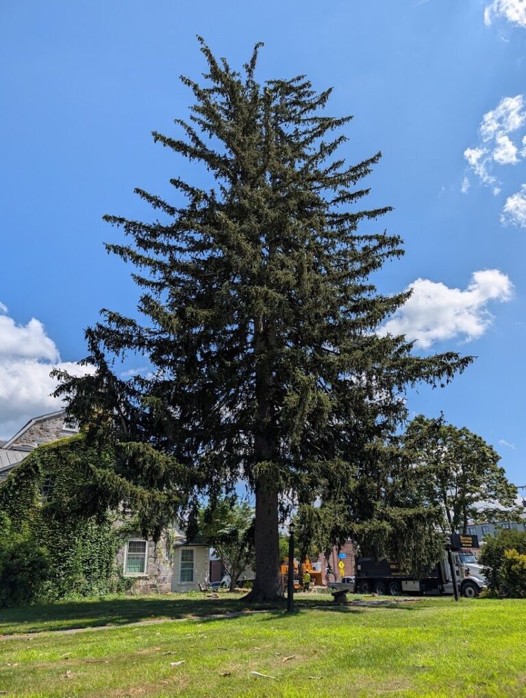 Photos of the Week: In Memoriam | The Jones Library’s Trees - Amherst Indy