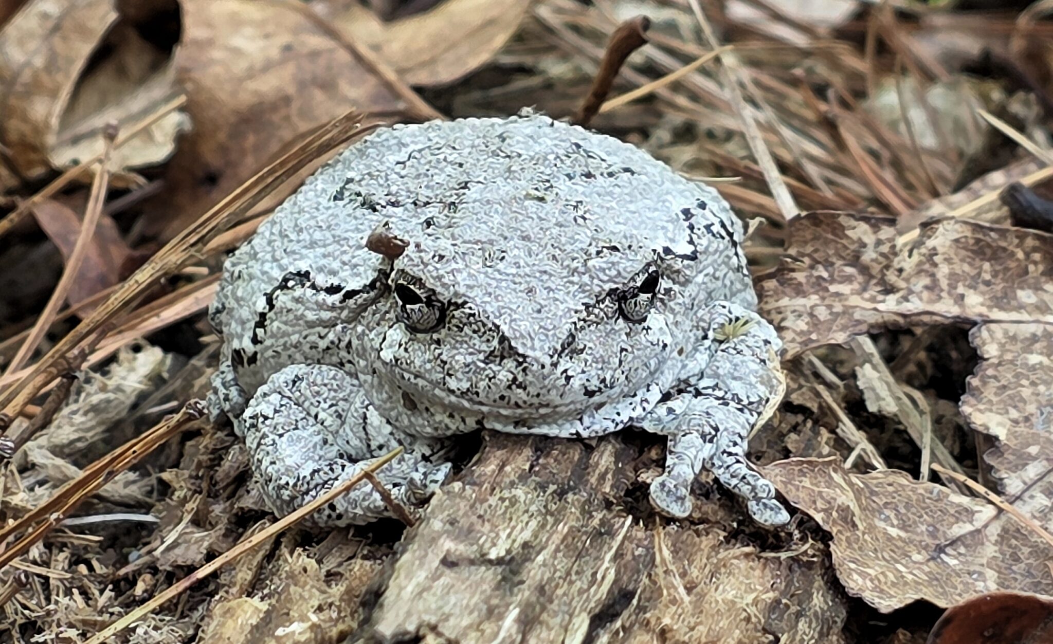 Photo of the Week: Tree Frogs in Shutesbury - Amherst Indy