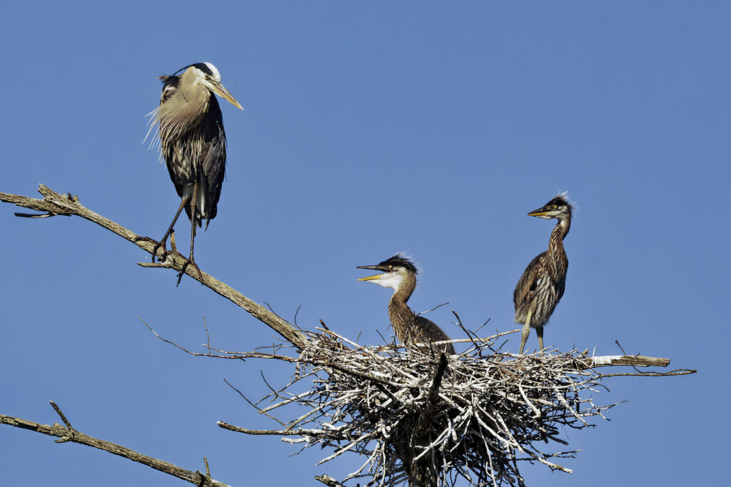 Photos of the Week: Great Blue Heron Chicks - Amherst Indy