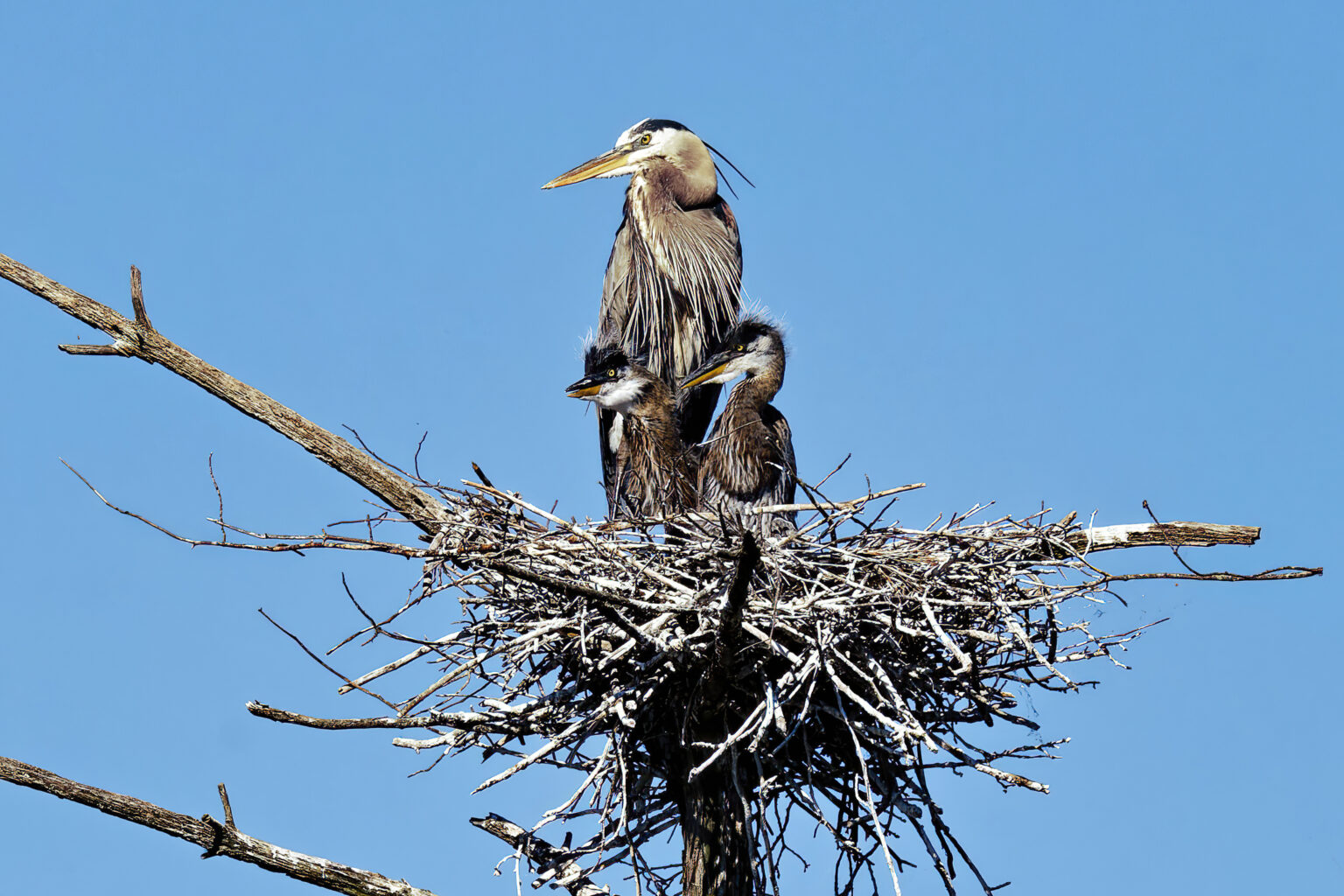 Photos of the Week: Great Blue Heron Chicks - Amherst Indy