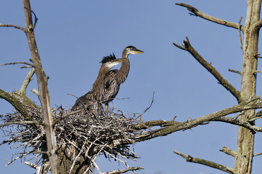 Photos of the Week: Great Blue Heron Chicks - Amherst Indy